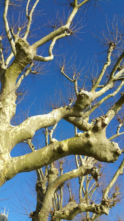 Branches and boughs stock photo. Image of tinged, clear - 67040708