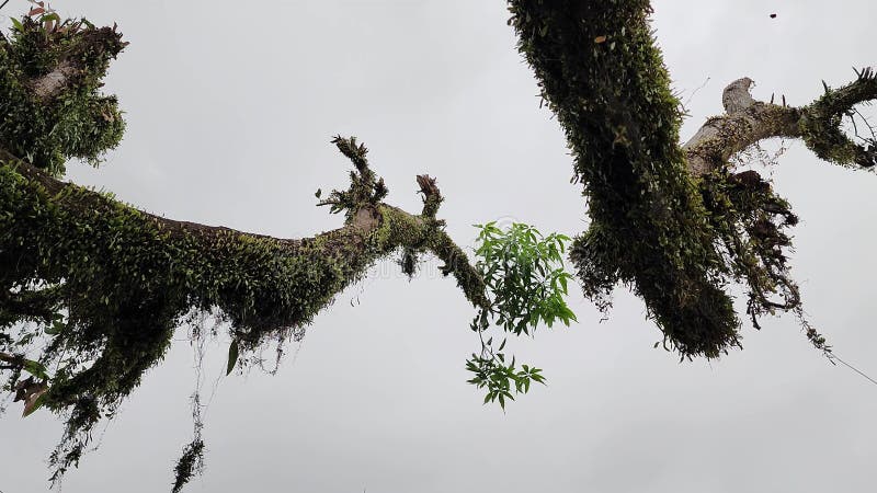 Mango Trees Overgrown with Parasites – Indonesia Stock Video - Video of ...
