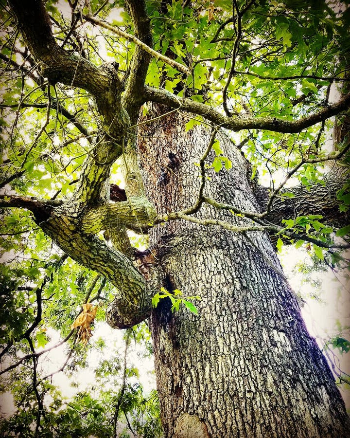 Into the branches stock photo. Image of trees, branches - 158204652
