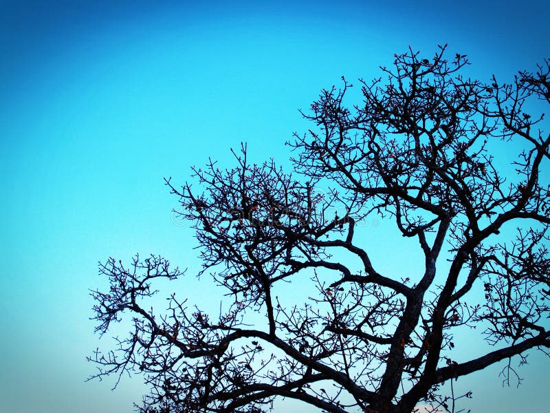 Branches, Bright, Colors Picture. Image: 109888317