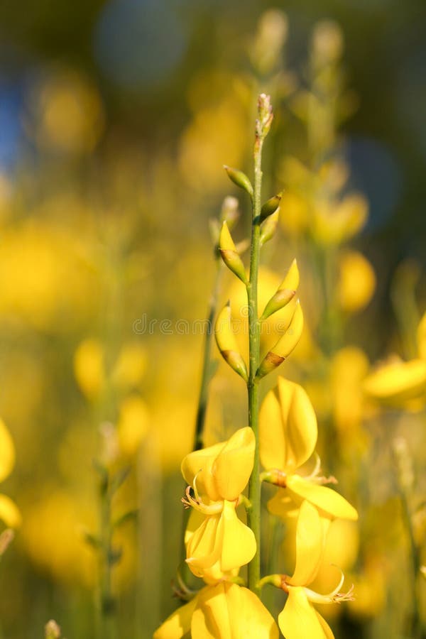 Branches of Broom in a Field in Springtime Stock Image - Image of field ...