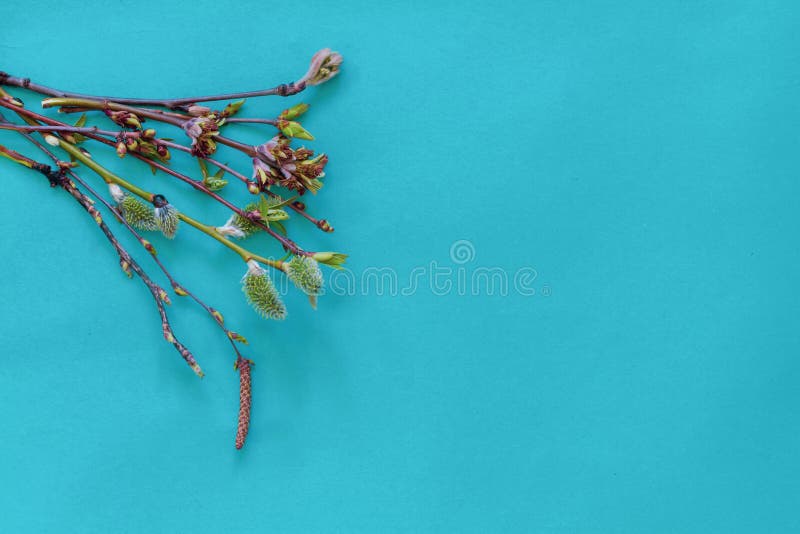 Branches with Budding Buds, Leaves, Flowers of Various Trees and Bushes ...