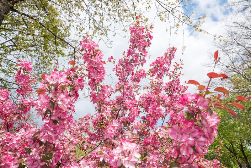 Branches of Budding Trees and Flourishing Crab Apple Tree Stock Image ...