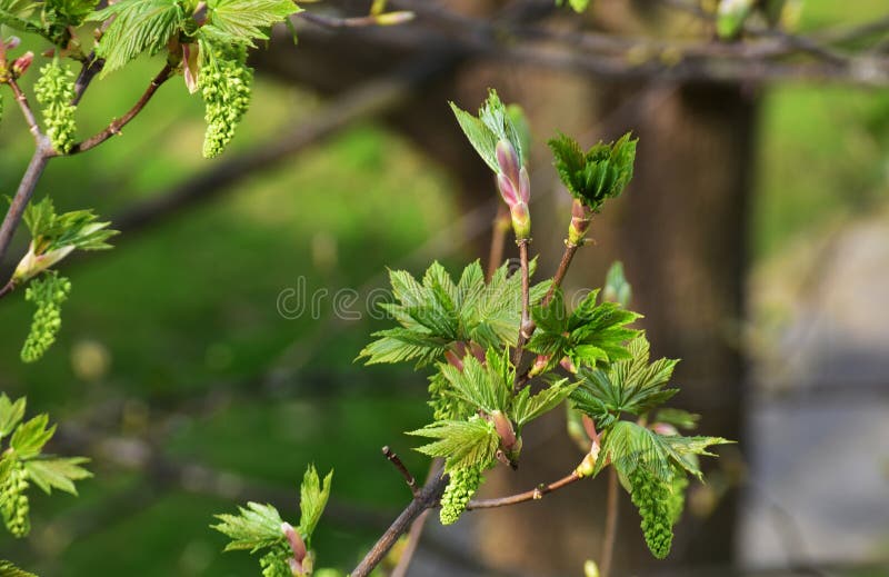 Branches with Buds and Flowers of Acer Pseudoplatanus Tree. Stock Image ...