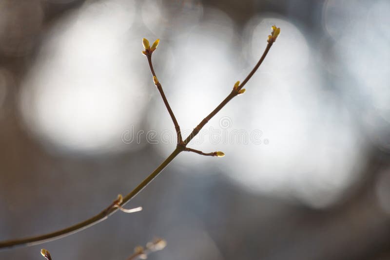 The Branches with the Buds in Spring Stock Photo - Image of plant ...