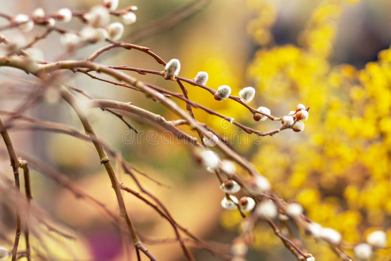 Branches with Buds on a Tree in a Blooming Spring Garden. Yellow Stock ...