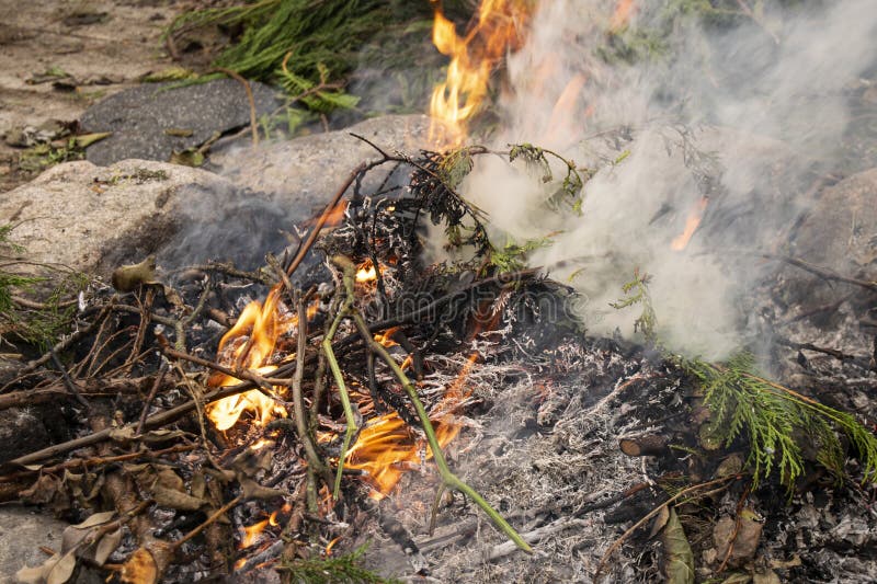 Branches Burn in Flames. Lots of Smoke and Ash Stock Photo - Image of ...