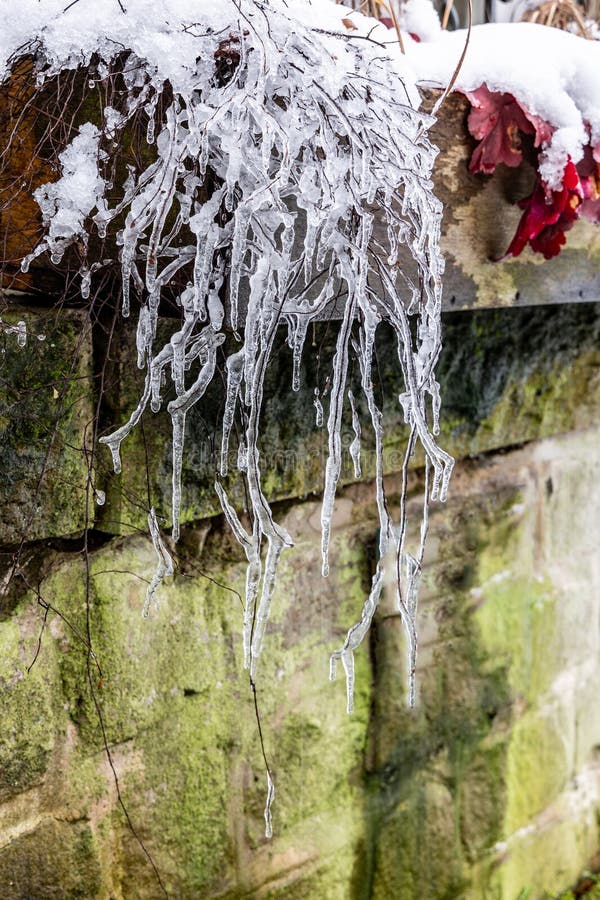 The Branches of the Bush are Covered with Ice after the Rain in Winter ...