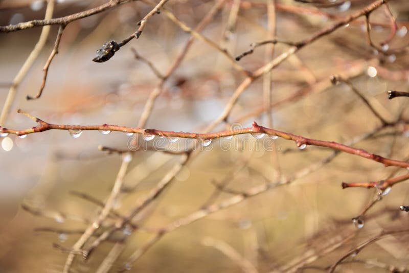 Water Drops on a Branch after the Rain. Stock Image - Image of spring ...