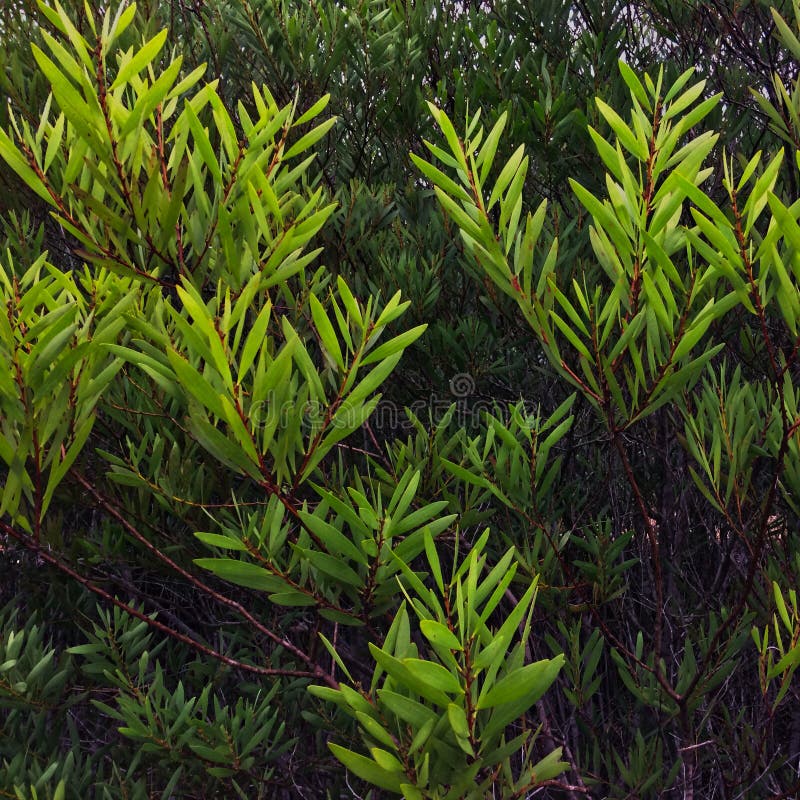 Branches of a bush stock image. Image of branch, nature - 131200797