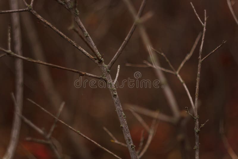 Branches of Bush without Leaves on Blurry Autumn Forest Background ...
