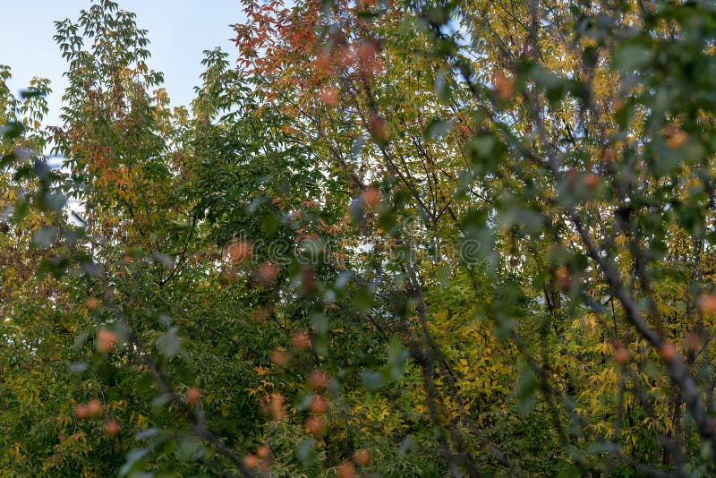 Branches of Bushes with Green and Yellow Leaves. Stock Photo - Image of ...