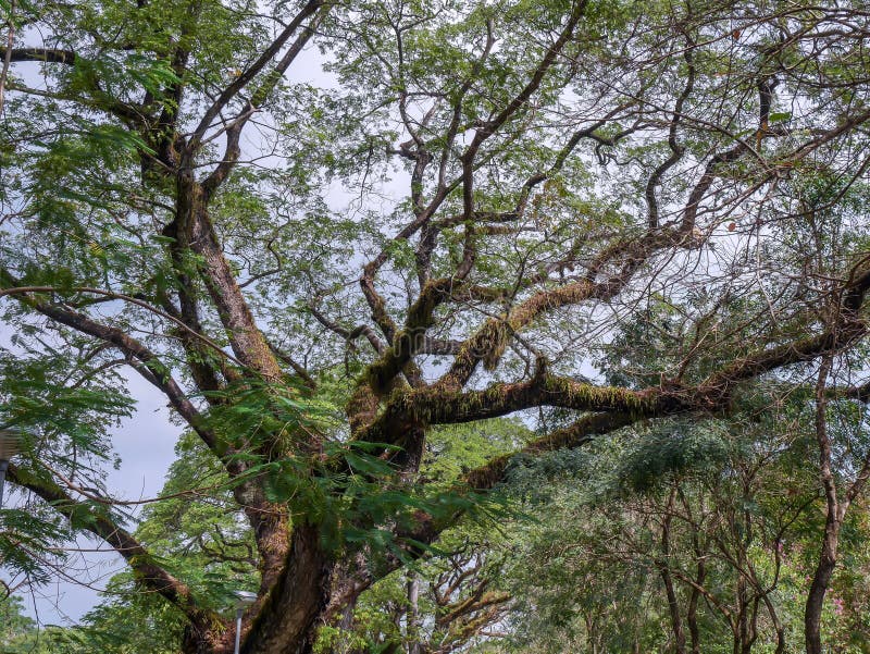 Branches and Canopy of an Old Rain Tree Stock Photo - Image of shrub ...