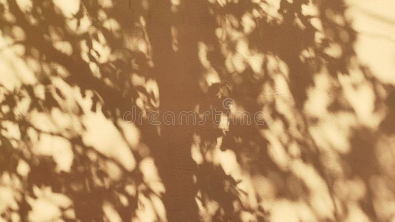 Branches Cast Moving Shadows Over a Pastel Wall, Blending Nature with ...