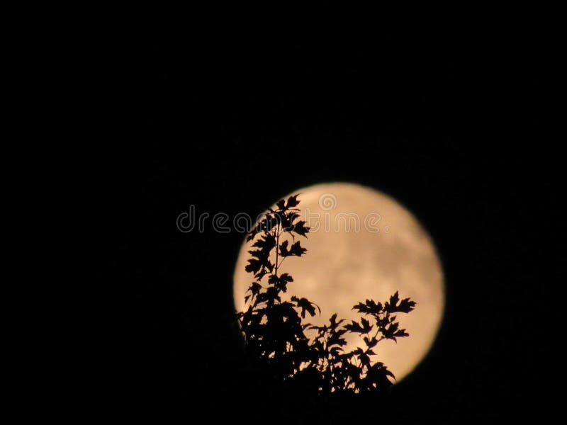 Branches catch the moon stock image. Image of branches - 169563859