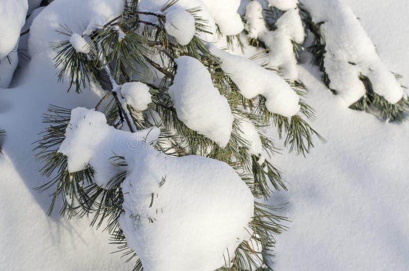 Branches of Cedar Elfin Under a Layer of White Snow Stock Photo - Image ...