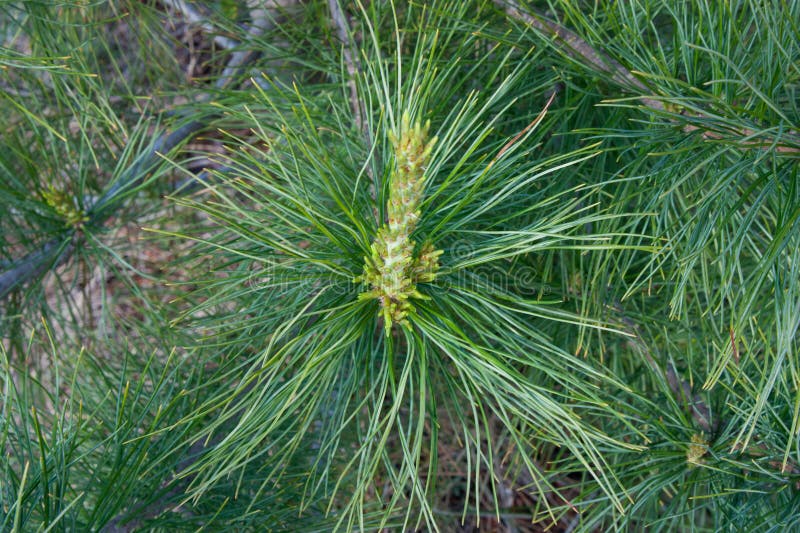 Branches of Cedar with Needles. Long Green Needles of the Tree Grow on ...
