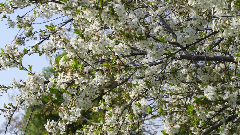 The Branches of a Cherry Blossom Tree Swaying in the Wind. Stock ...