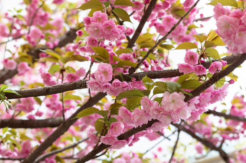 Branches of Cherry Blossoms. Hanami Spring Season Stock Image - Image ...
