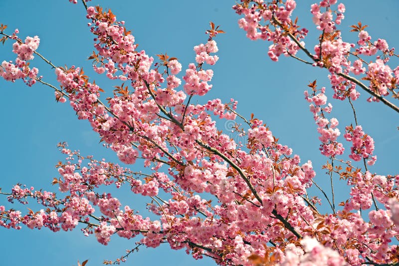 Branches of Cherry Blossoms (Prunus Serrulata Lindl.) on a Blue ...