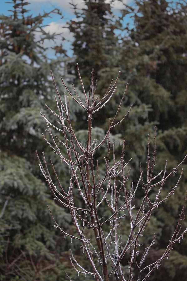 The Branches of a Cherry Tree Encased in Ice after a Spring Storm in ...