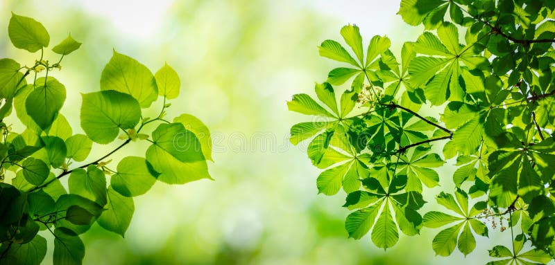 The Branches of the Lime Trees with Yellow Leaves Backlit Stock Photo ...