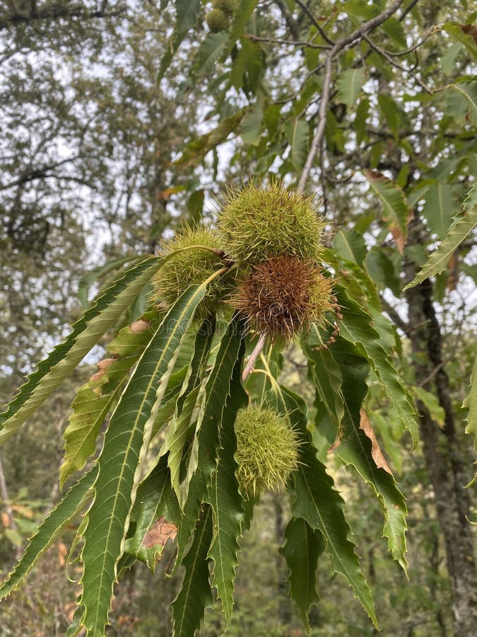 Branches of a Chestnut Tree Loaded with Chestnuts. Stock Image - Image ...