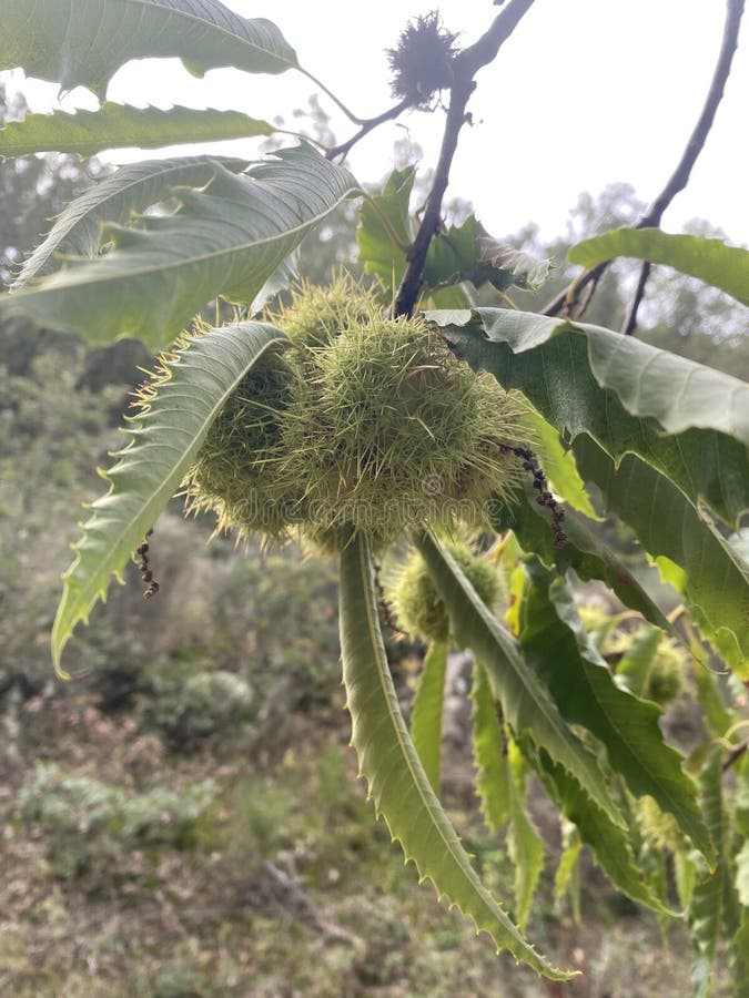 Branches of a Chestnut Tree Loaded with Chestnuts. Stock Photo - Image ...