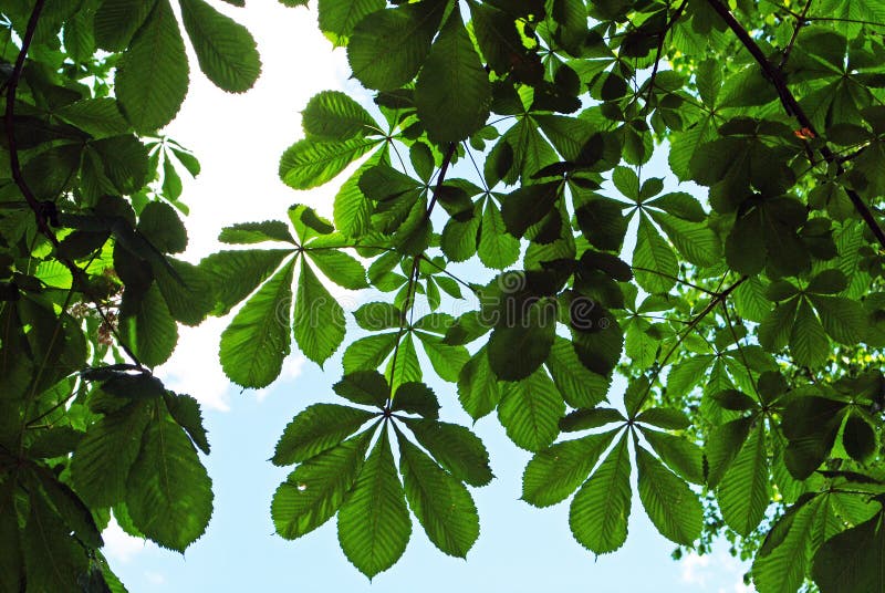 Branches of a Chestnut Tree Stock Image - Image of outdoor, branch ...