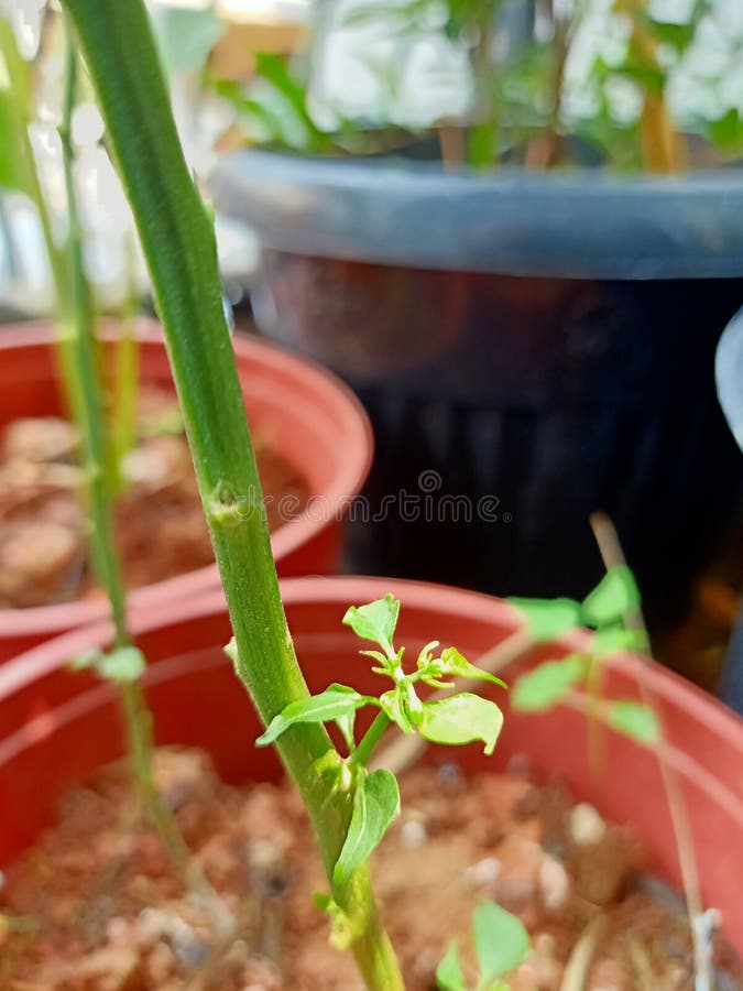 The Branches of the Chili Vegetable Tree Stock Image - Image of ...