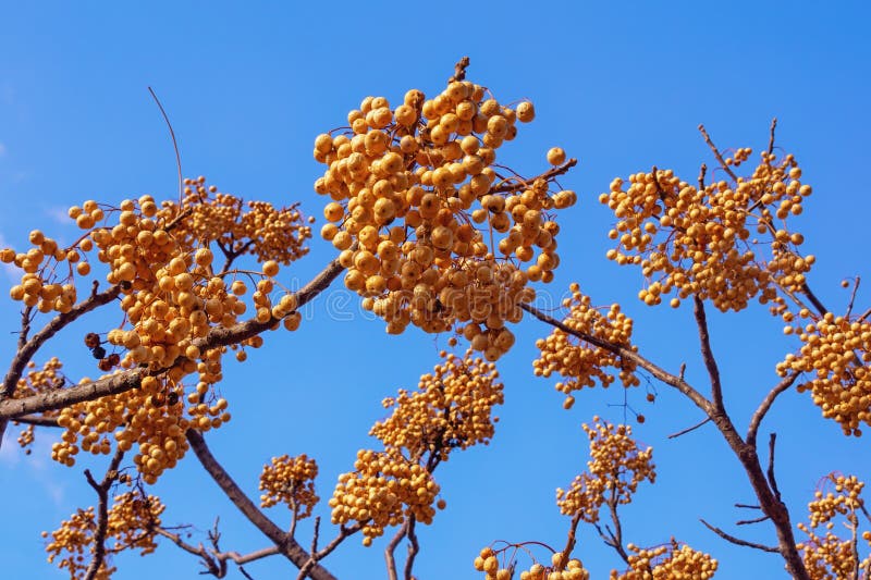 Branches of Chinaberry Tree ( Melia Azedarach ) with Clusters of Fruit ...