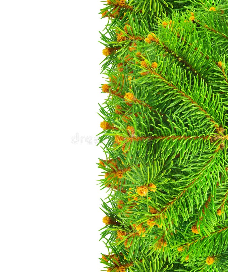 Branches of Christmas Spruce on a White Background. Stock Image - Image ...