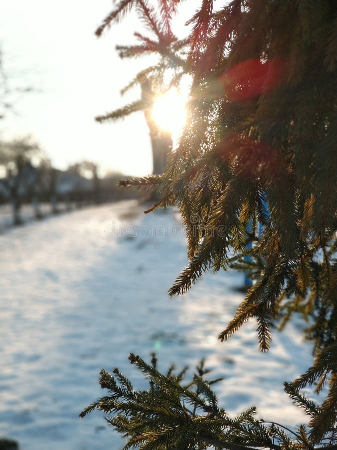 Branches of a Christmas Tree and the Rays of the Bright Sun Stock Photo ...