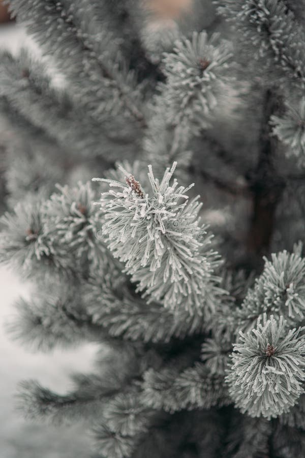The Branches of a Christmas Tree in the Snow Stock Image - Image of ...