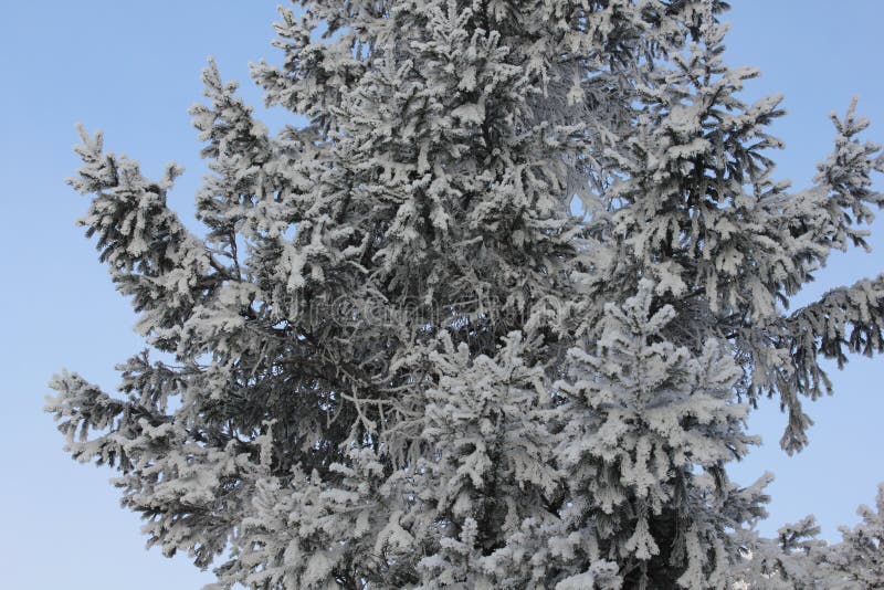 The Branches of Christmas Tree in the Snow 30389 Stock Image - Image of ...