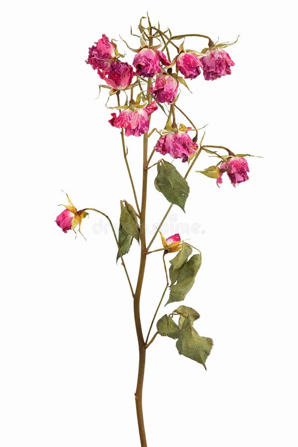 Branches with Clusters of Small Dried Roses Stock Photo - Image of rosa ...
