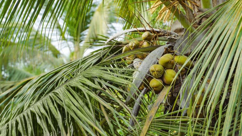 Branches of a Coconut Palm Tree with Coconuts Stock Photo - Image of ...