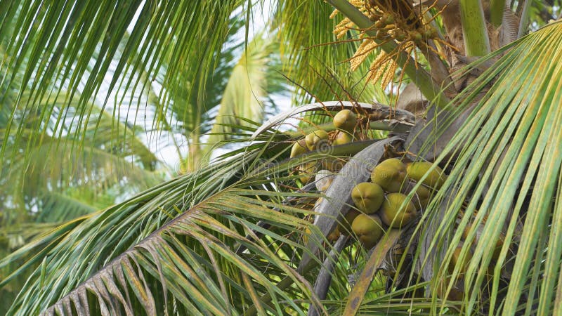 Branches of a Coconut Palm Tree with Coconuts Stock Image - Image of ...