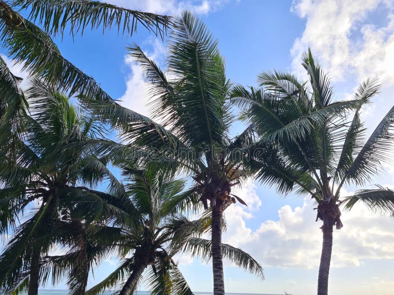 Branches of Coconut Trees Under Blue Sky on Sea or Ocean Coast Stock ...