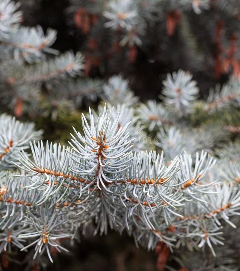 Branches of the Colorado Blue Spruce Stock Image - Image of blue, gray ...