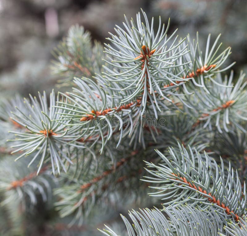 Branches of the Colorado Blue Spruce Stock Image - Image of evergreen ...