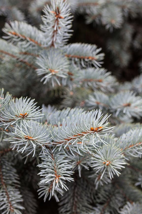 Branches of the Colorado Blue Spruce Stock Image - Image of forest ...