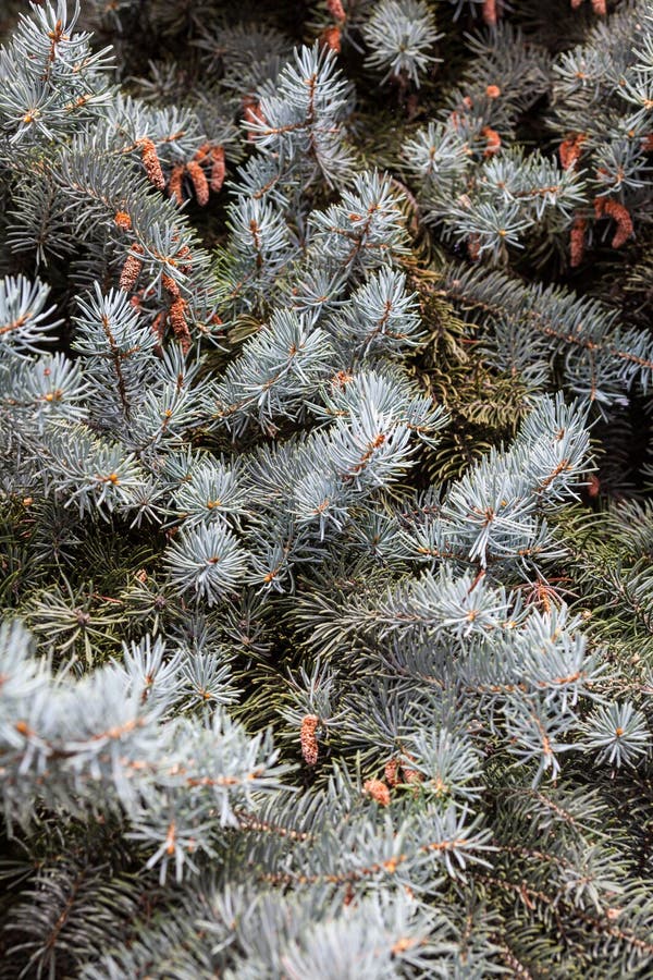 Branches of the Colorado Blue Spruce Stock Photo - Image of decorative ...