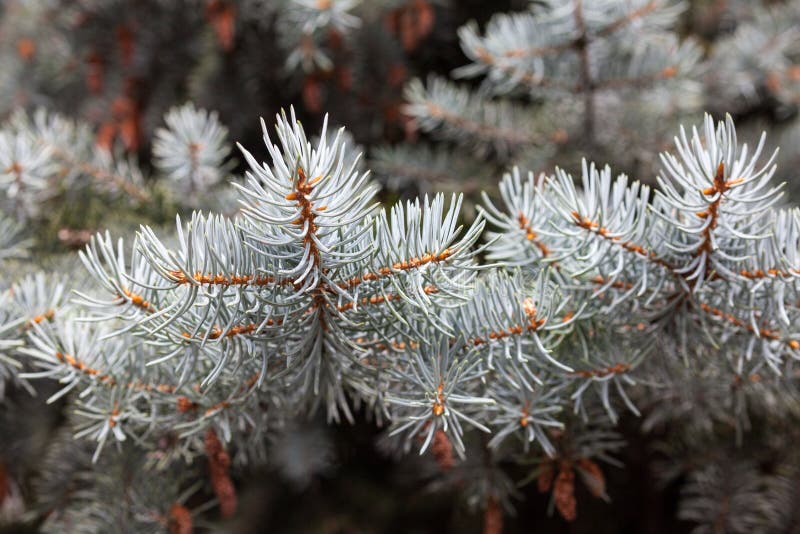 Branches of the Colorado Blue Spruce Stock Image - Image of pine, leaf ...