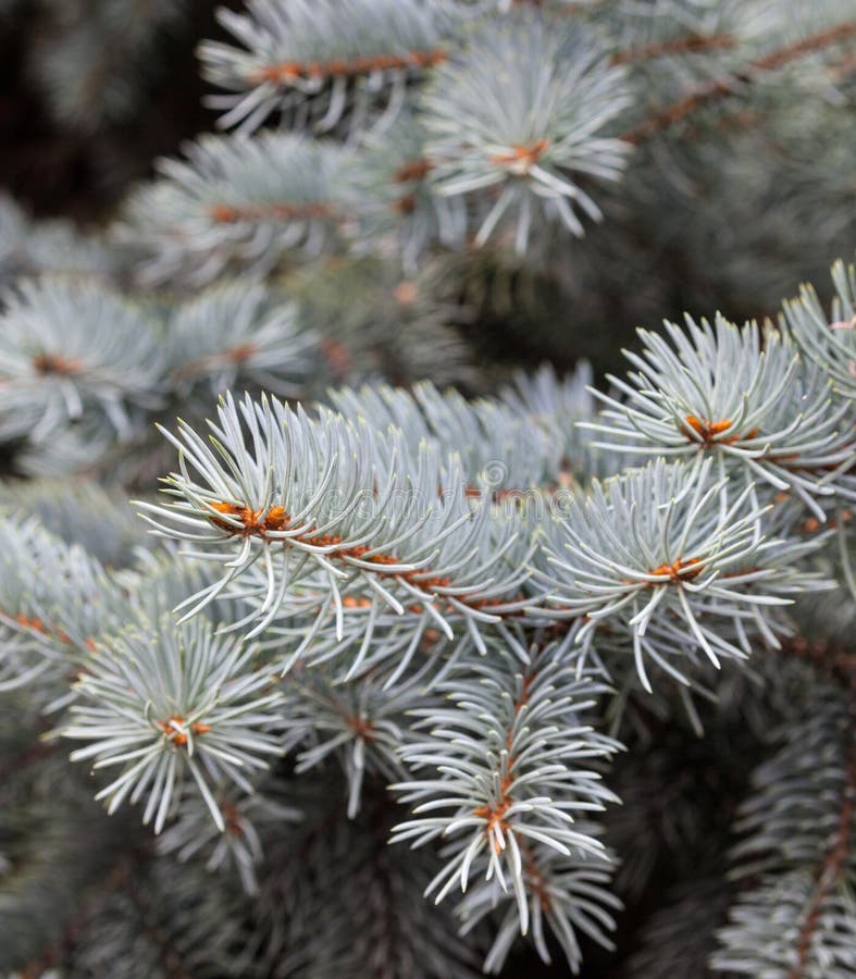 Branches of the Colorado Blue Spruce Stock Image - Image of forest ...