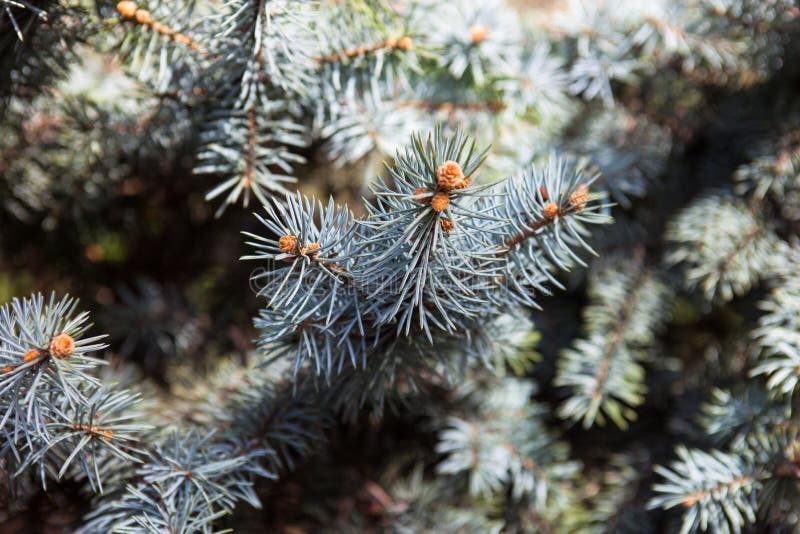 Branches of the Colorado Blue Spruce Stock Photo - Image of flora ...