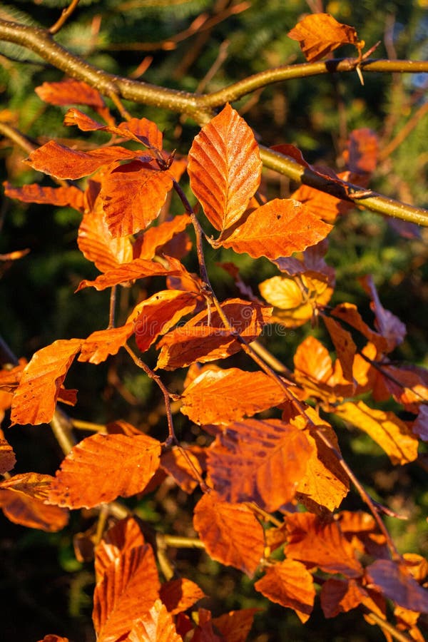 Branches of Common Beech (Fagus Sylvatica) Stock Image - Image of maple ...