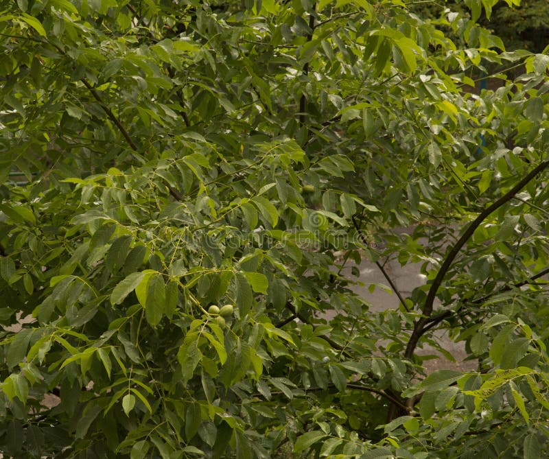Branches of Common Walnut with Green Fruits Stock Photo - Image of ...