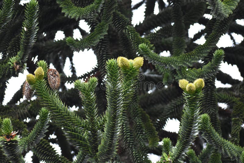 150 Monkey Puzzle Tree Cones Photos - Free & Royalty-Free Stock Photos ...