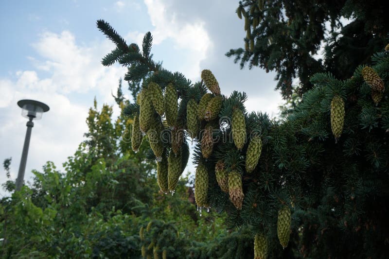 Branches with Cones of Picea Pungens in June. Berlin, Germany Stock ...
